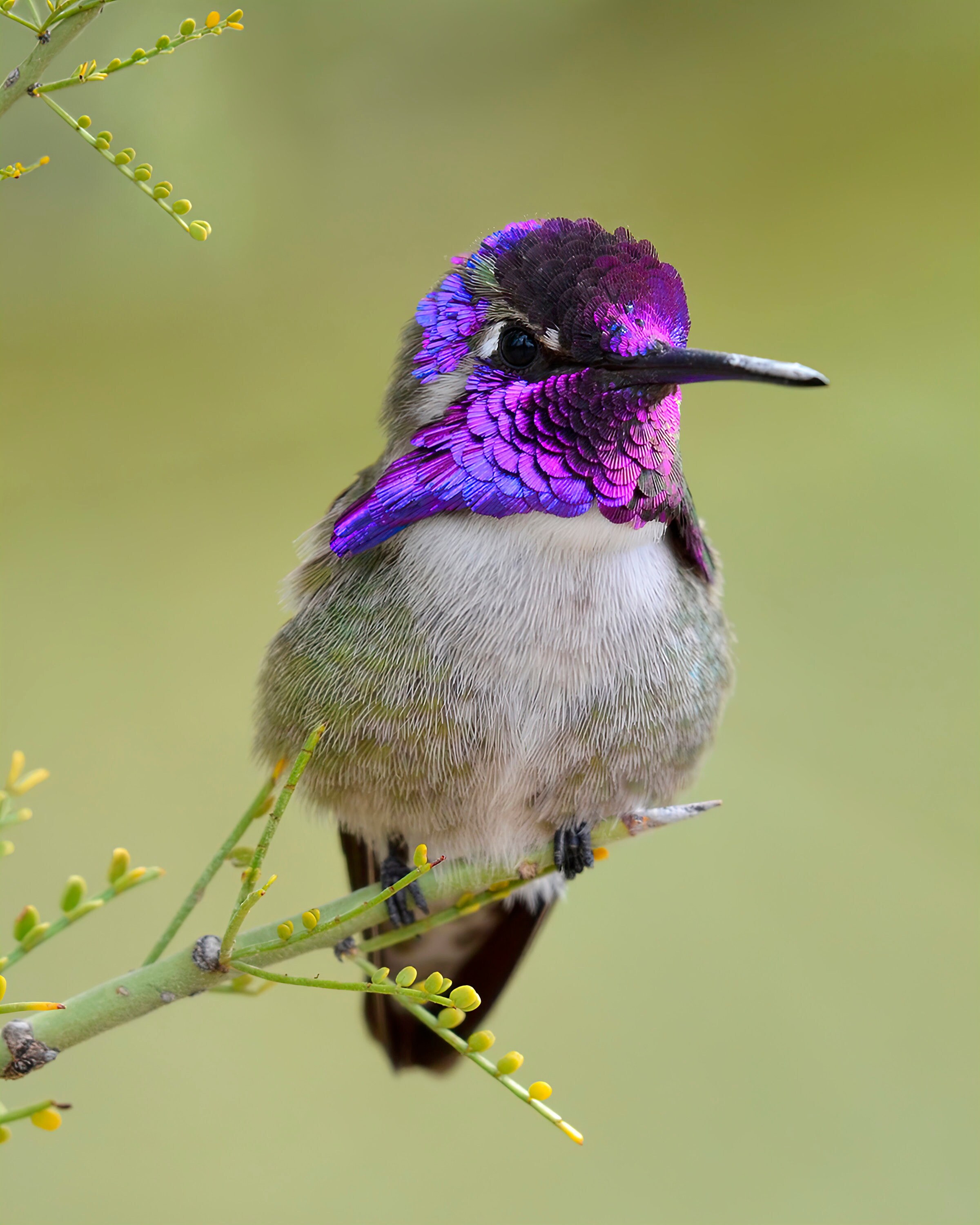 Costa Hummingbird Photo: Landscape, Square & Portrait Print ...