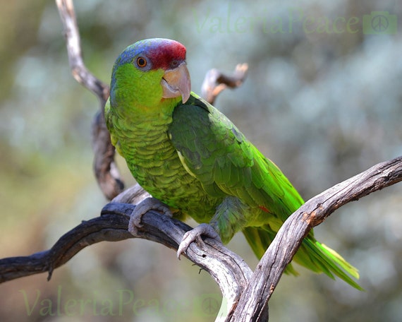 Red Fronted Amazon Parrot
