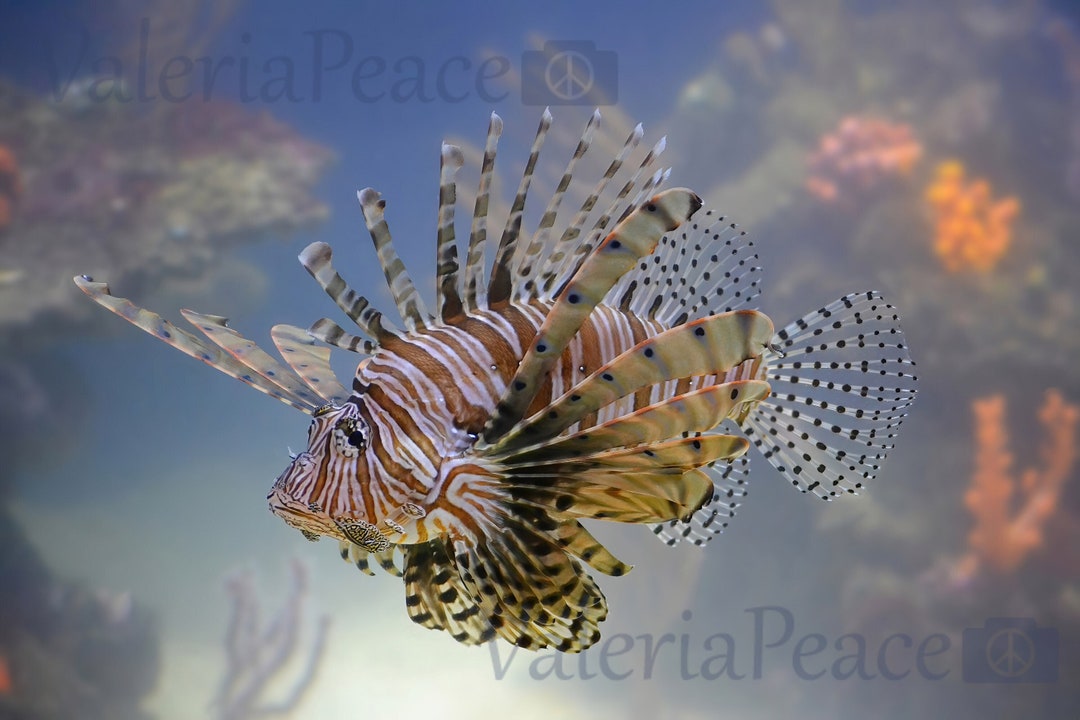 Lionfish Photo - Underwater Photography - Tropical Fish Photo Ocean ...
