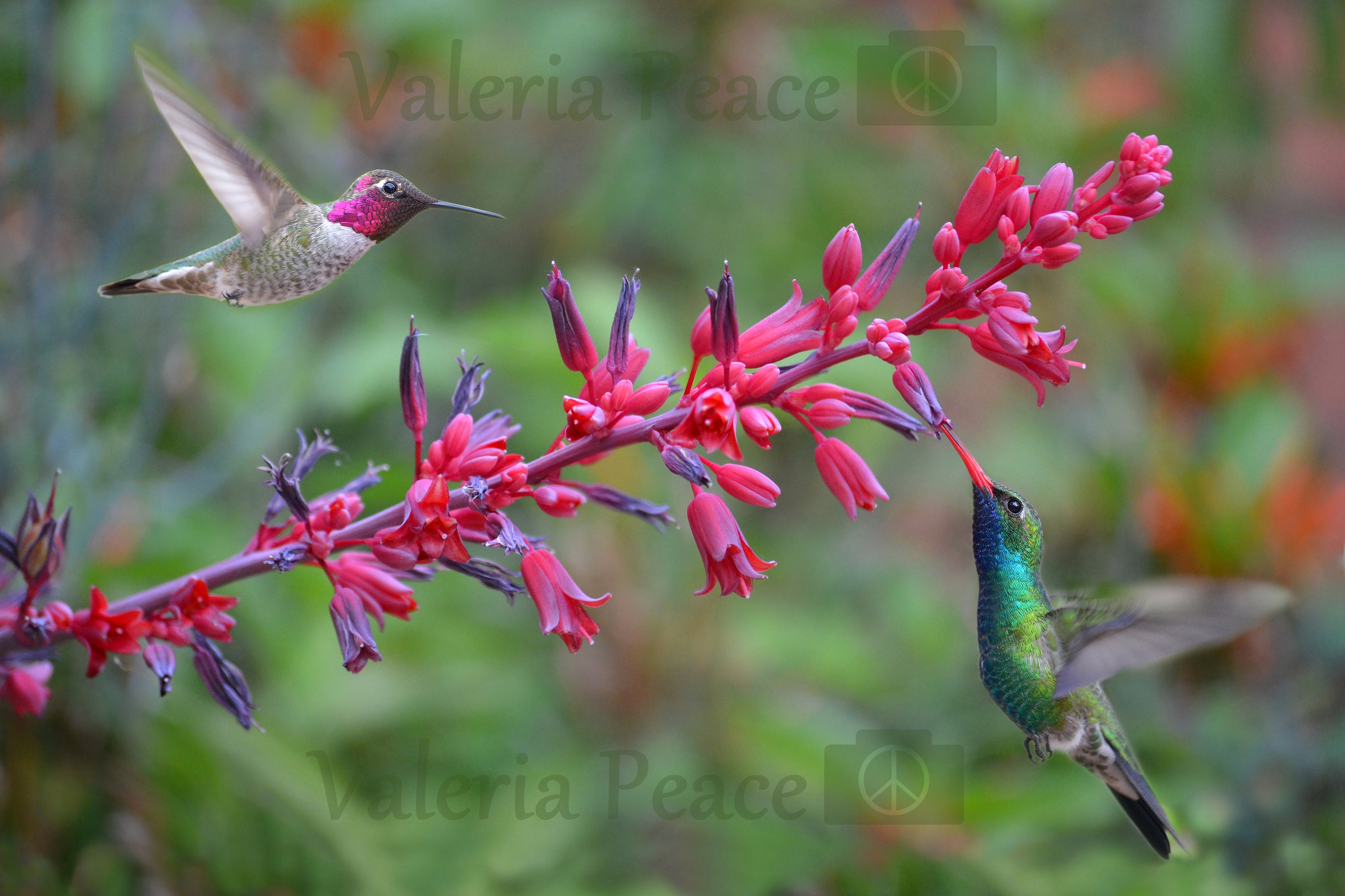 Hummingbirds Photography - Hummingbirds Flying Photo - Hummingbirds ...