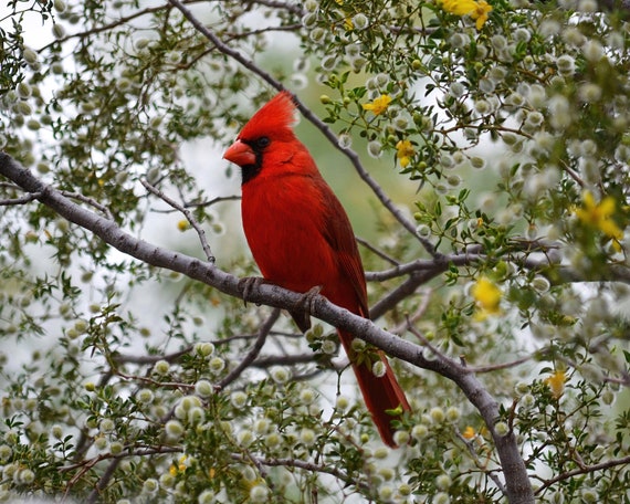 Bird Photo Red Cardinal Photo Bird Photography Photography - Etsy
