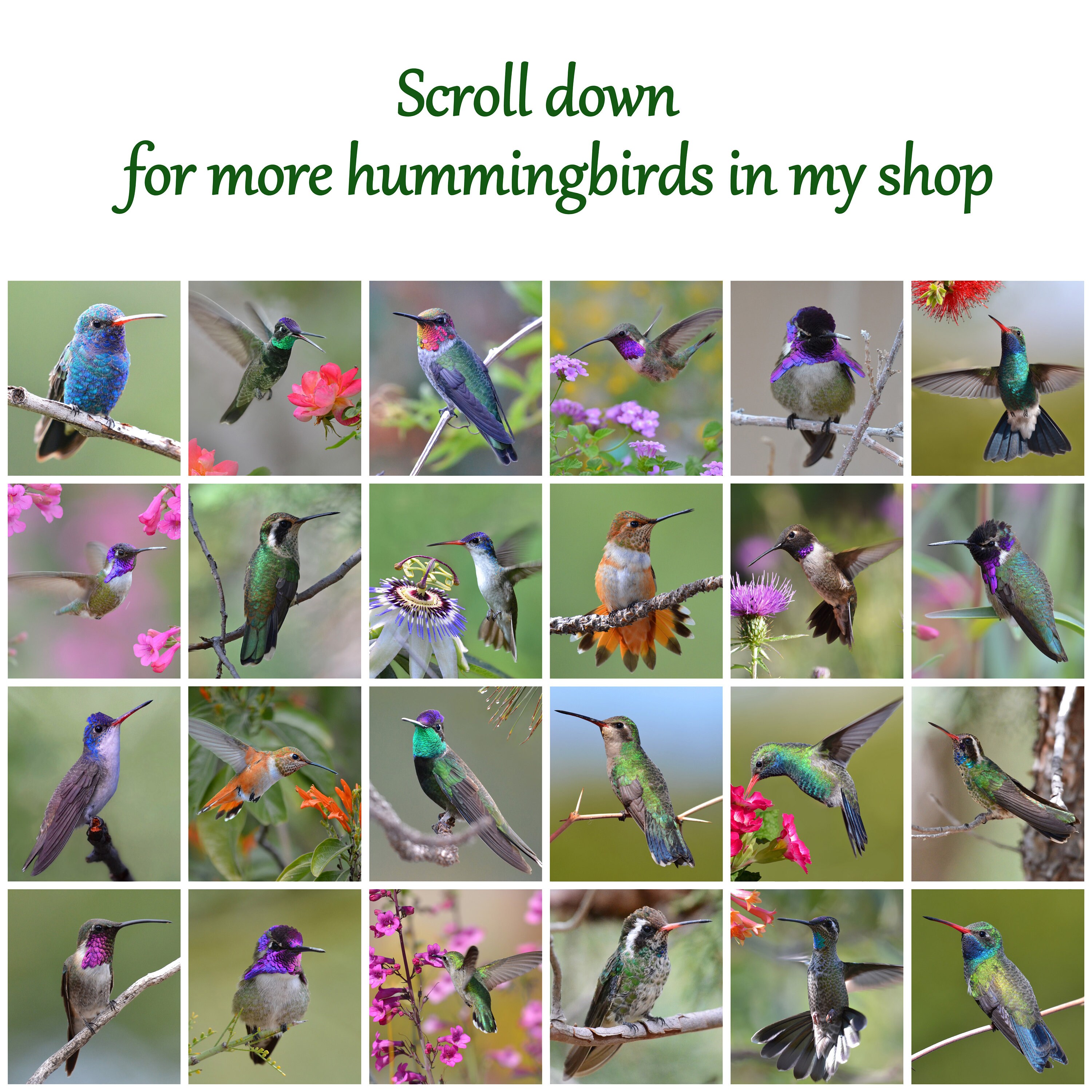 Costa Hummingbird in Flight Original Hummingbird Fine Art | Etsy