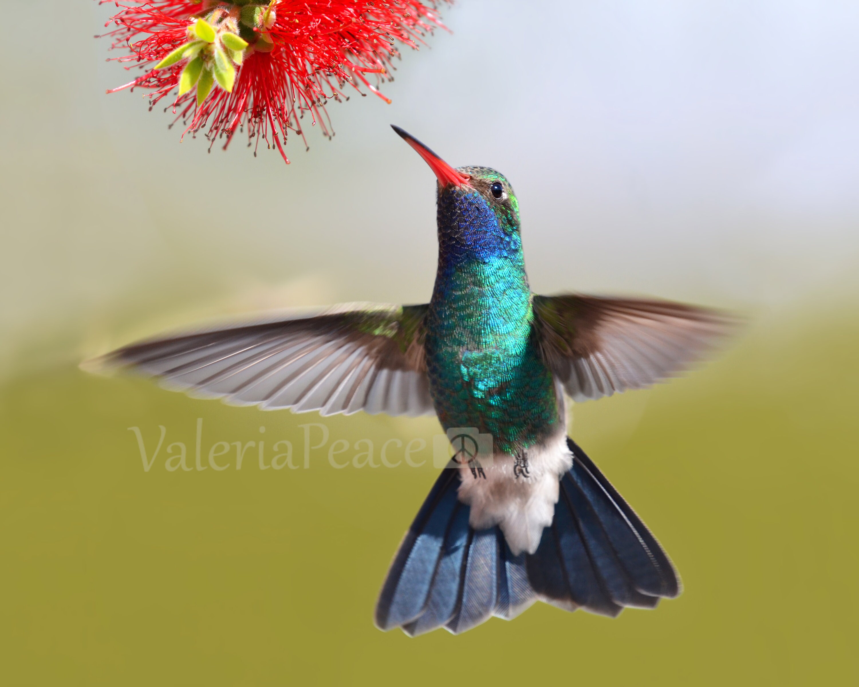 Hummingbird Flying Photo - Hummingbird Photography - Blue Green ...