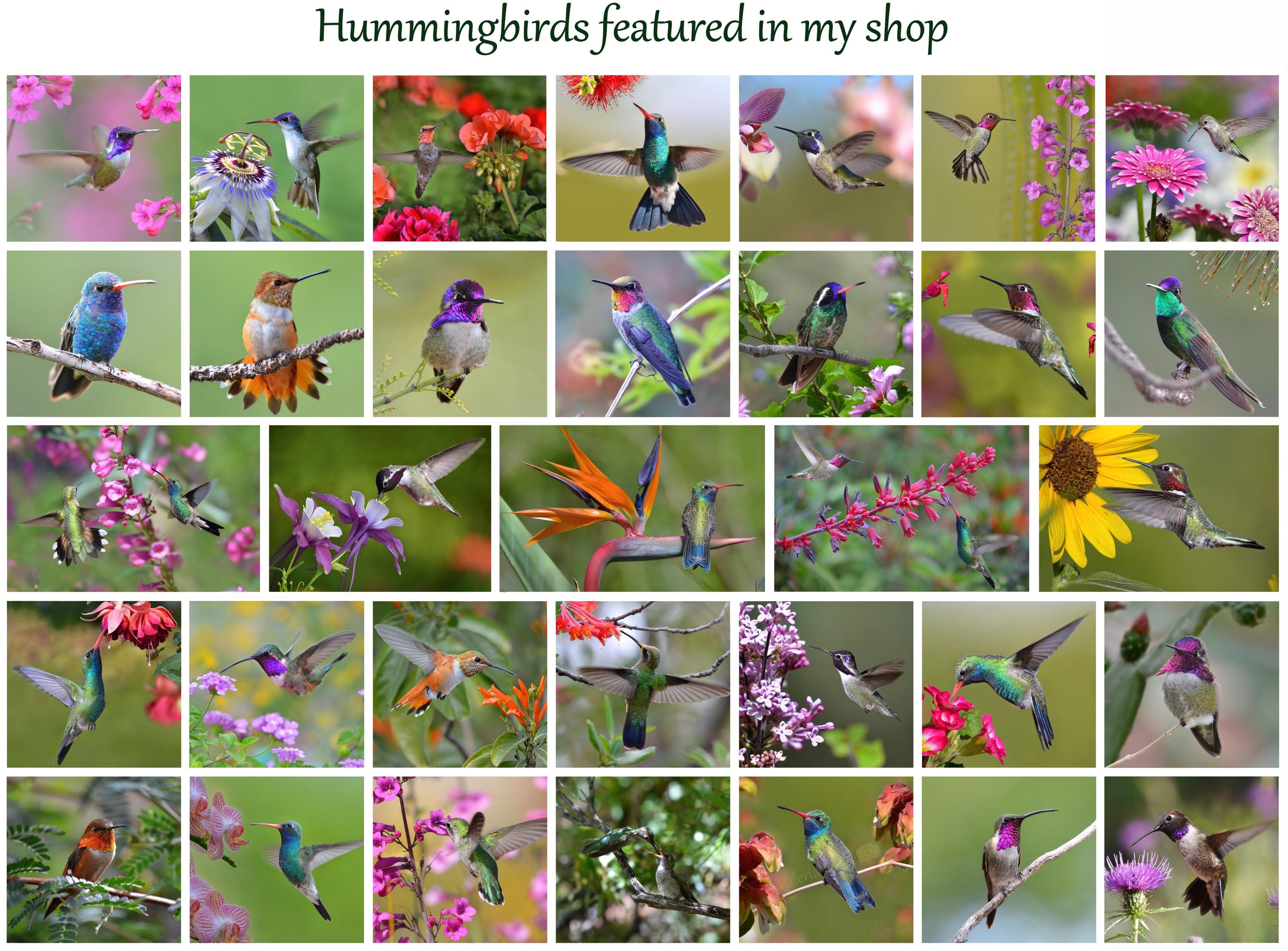Hummingbird Photo - Hummingbird Flower Photography - Anna Hummingbird ...