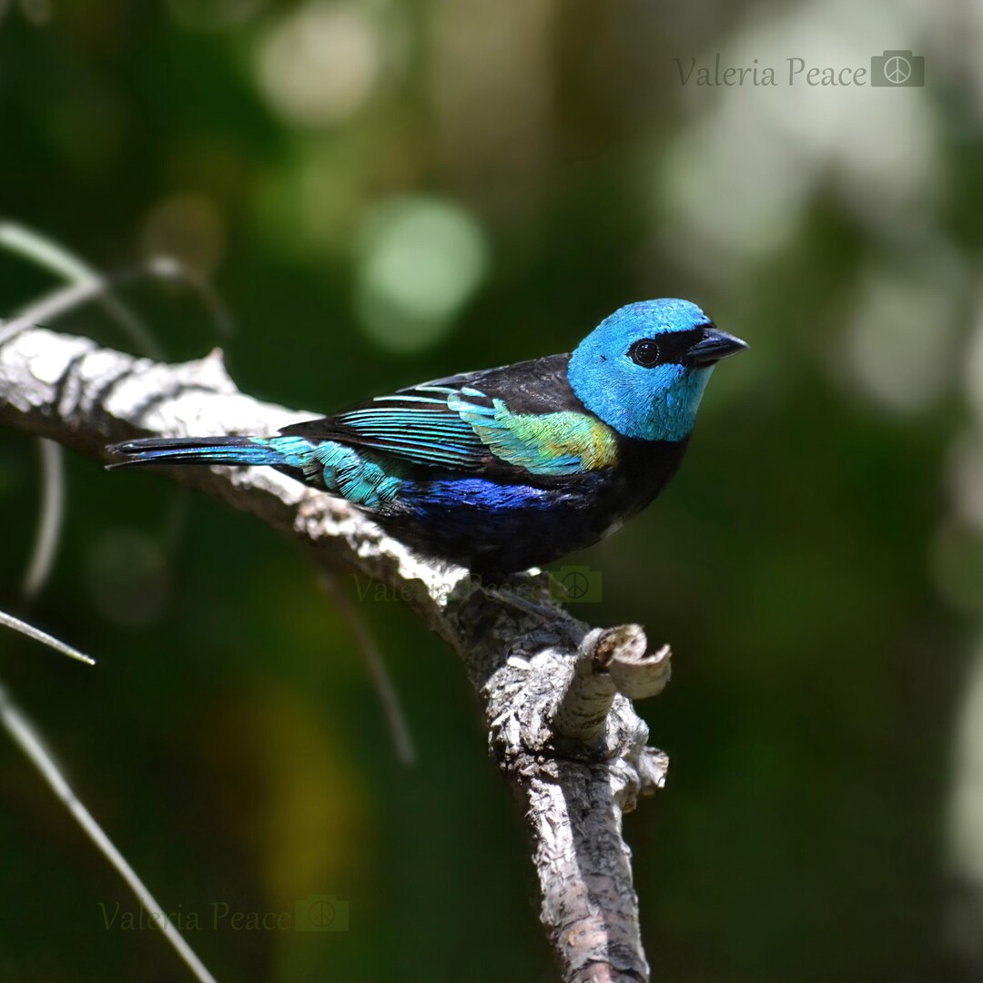 Blue Bird Photo - Blue-necked Tanager Photo - Bird Photography ...