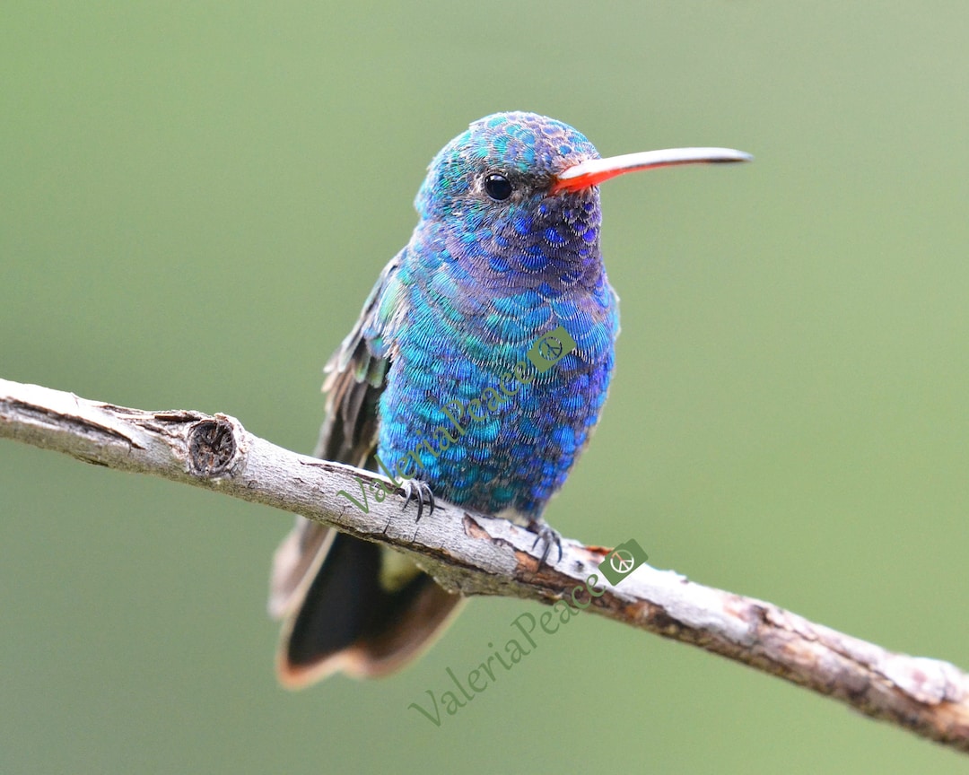 Hummingbird Photography - Blue Bird Photo - Hummingbird Photo ...