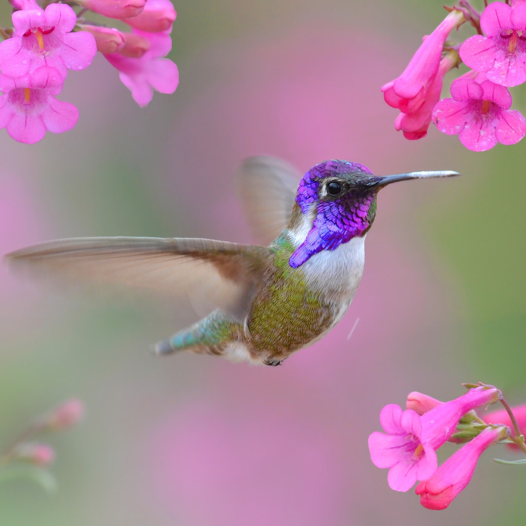 Costa Hummingbird in Flight Original Hummingbird Fine Art - Etsy