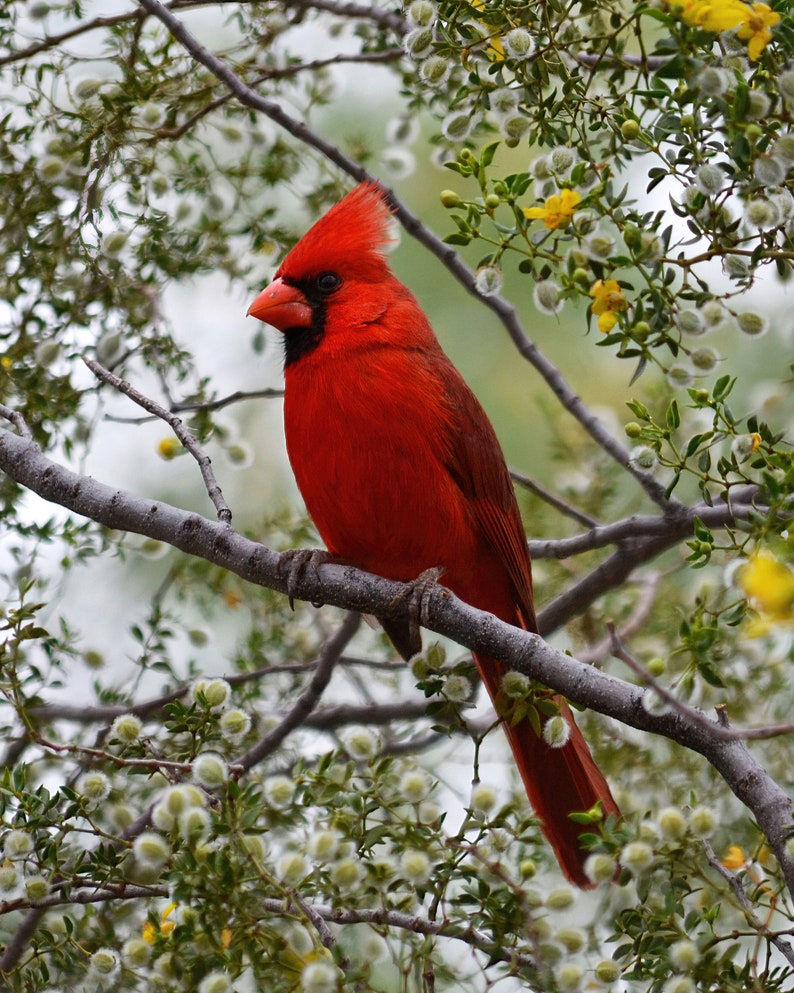 Bird Photo - Red Cardinal Photo - Bird Photography, Square Nature Print ...