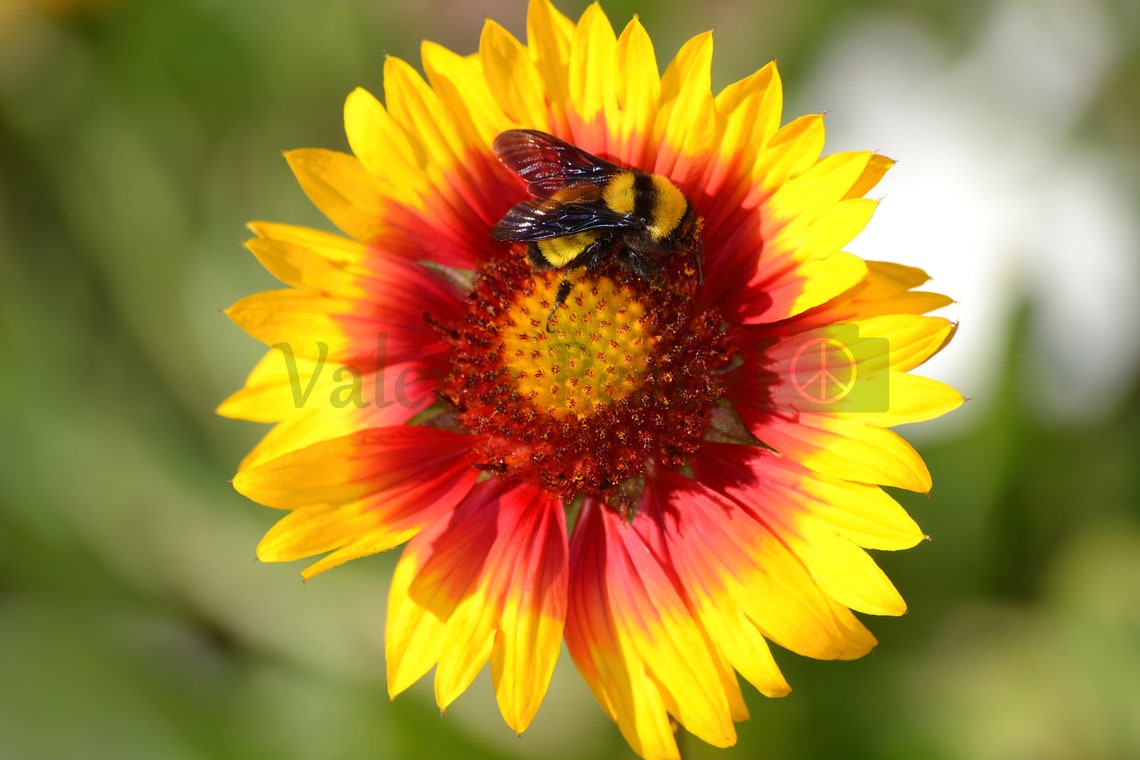 Bee Photo - Flower Photography - Large Bee Flower Photo - Arizona Sun ...