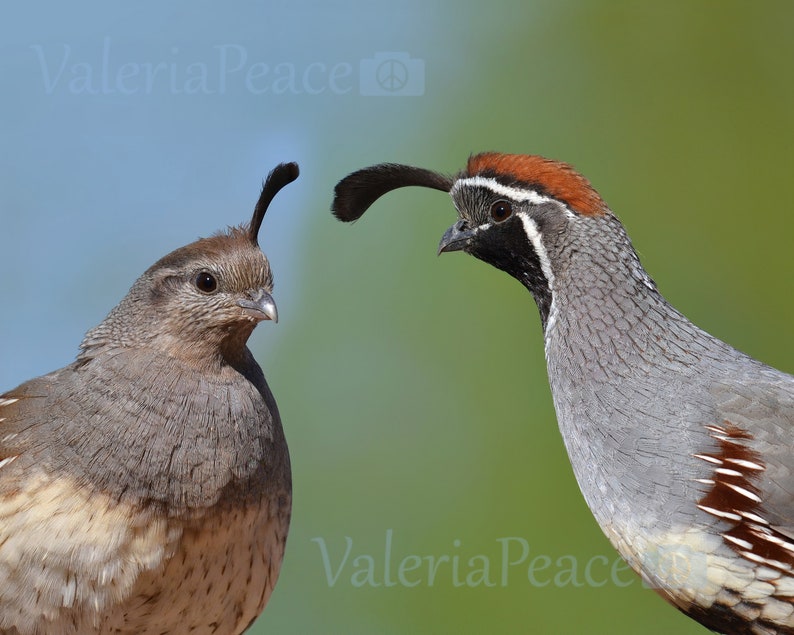 Quail Photography - Gamble's Quails Photo - Bird Nature Photography ...