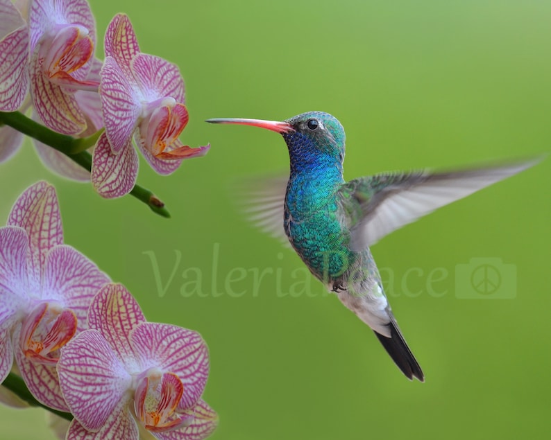Hummingbird Photography - Hummingbird Orchid Gift for Mom - Hummingbird ...