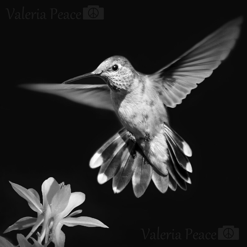 Black and White Hummingbird Photography: Hummingbird Flower Print ...