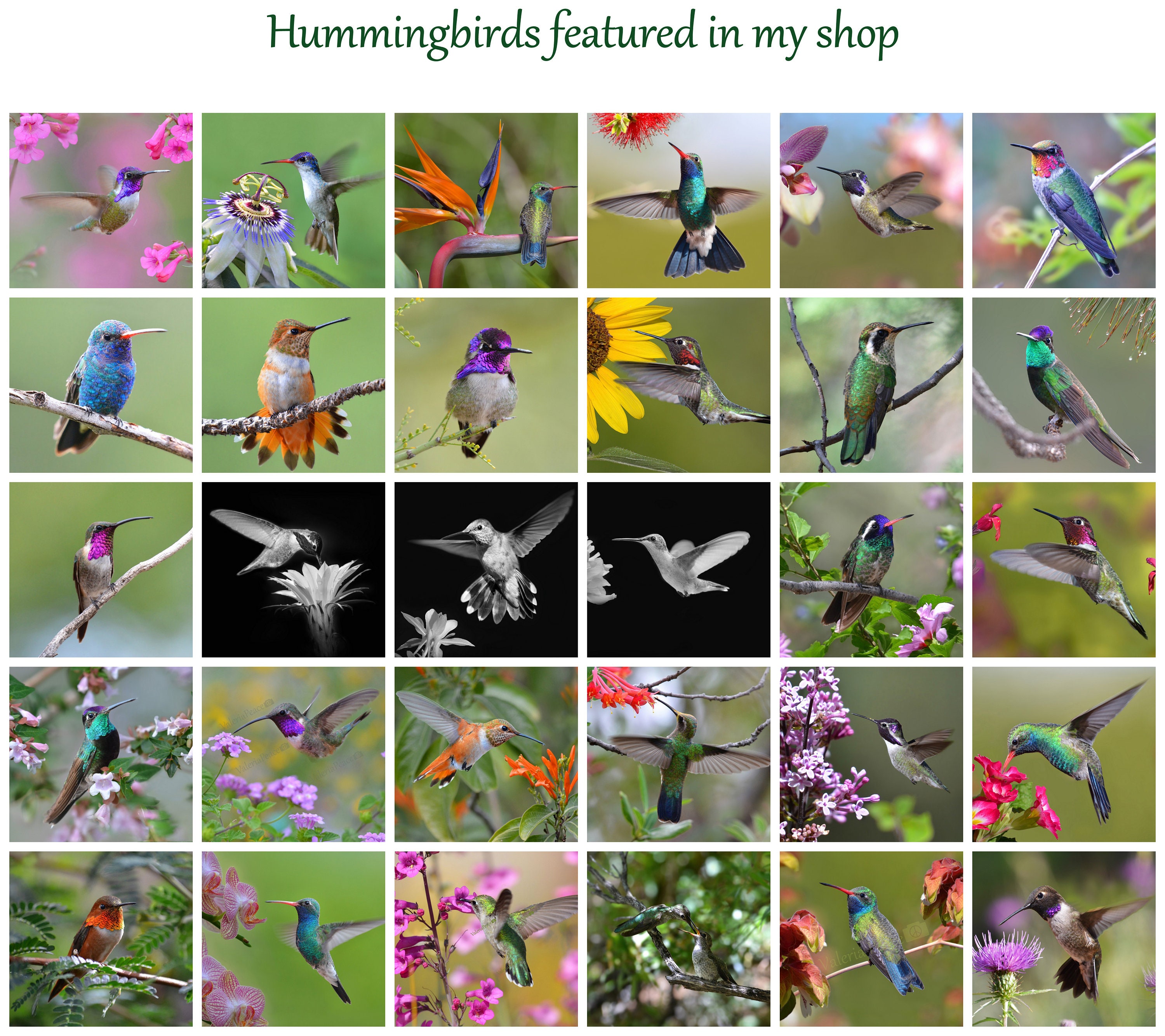 Costa Hummingbird in Flight - Original Hummingbird Fine Art Photography ...