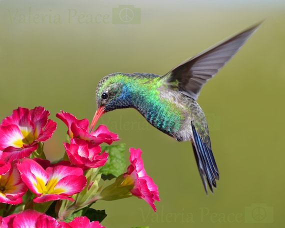Spring Flowers And Hummingbirds