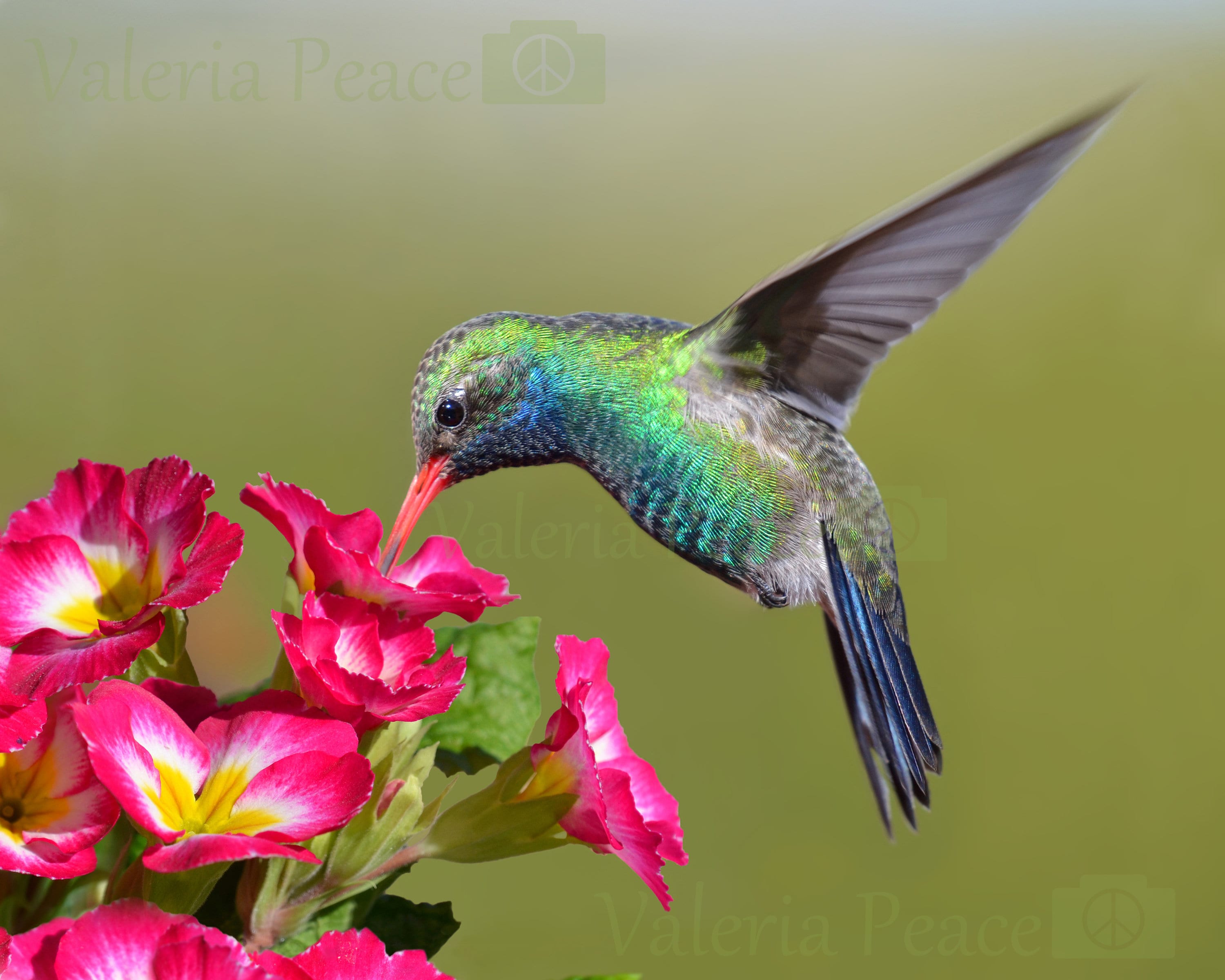 Colorful Hummingbirds With Flowers