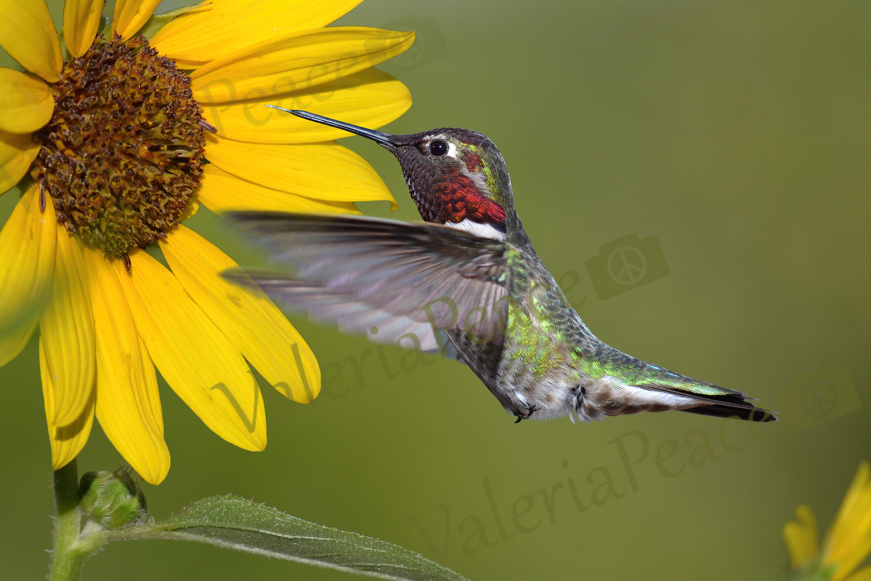 Hummingbird Photo - Bird Sunflower Photo - Horizontal Hummingbird ...