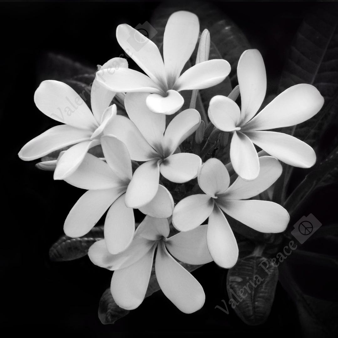 Black and White Flower Photography - Plumeria Photo Black and White ...