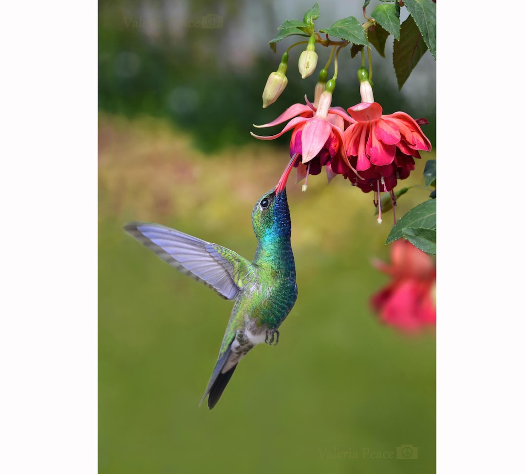 Hummingbird Photo: Bird Fuchsia Flowers Photography Wall Decor ...