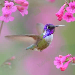 Costa Hummingbird in Flight - Original Hummingbird Fine Art Photography ...