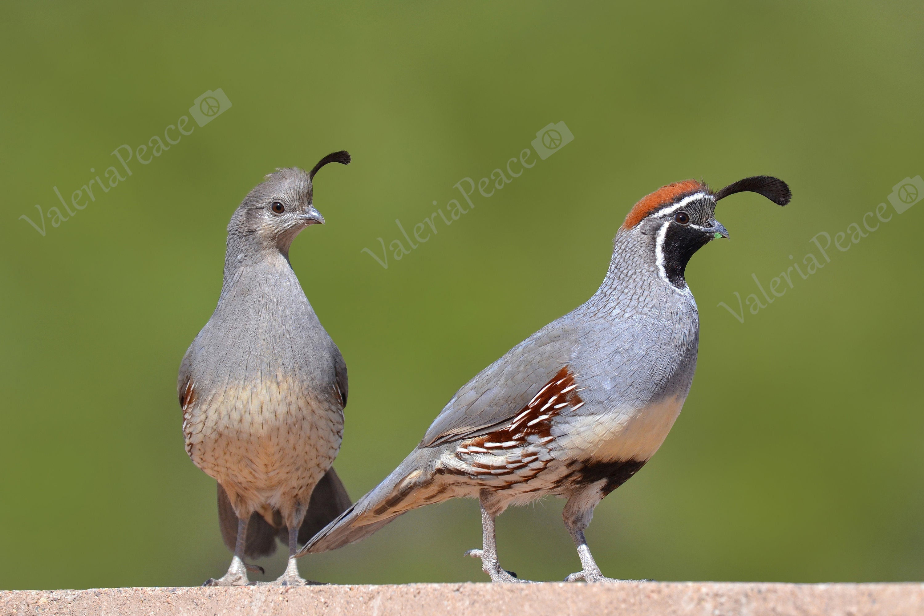 Gamble's Quail Photo - Quails Photography, Birds Photography, Arizona ...