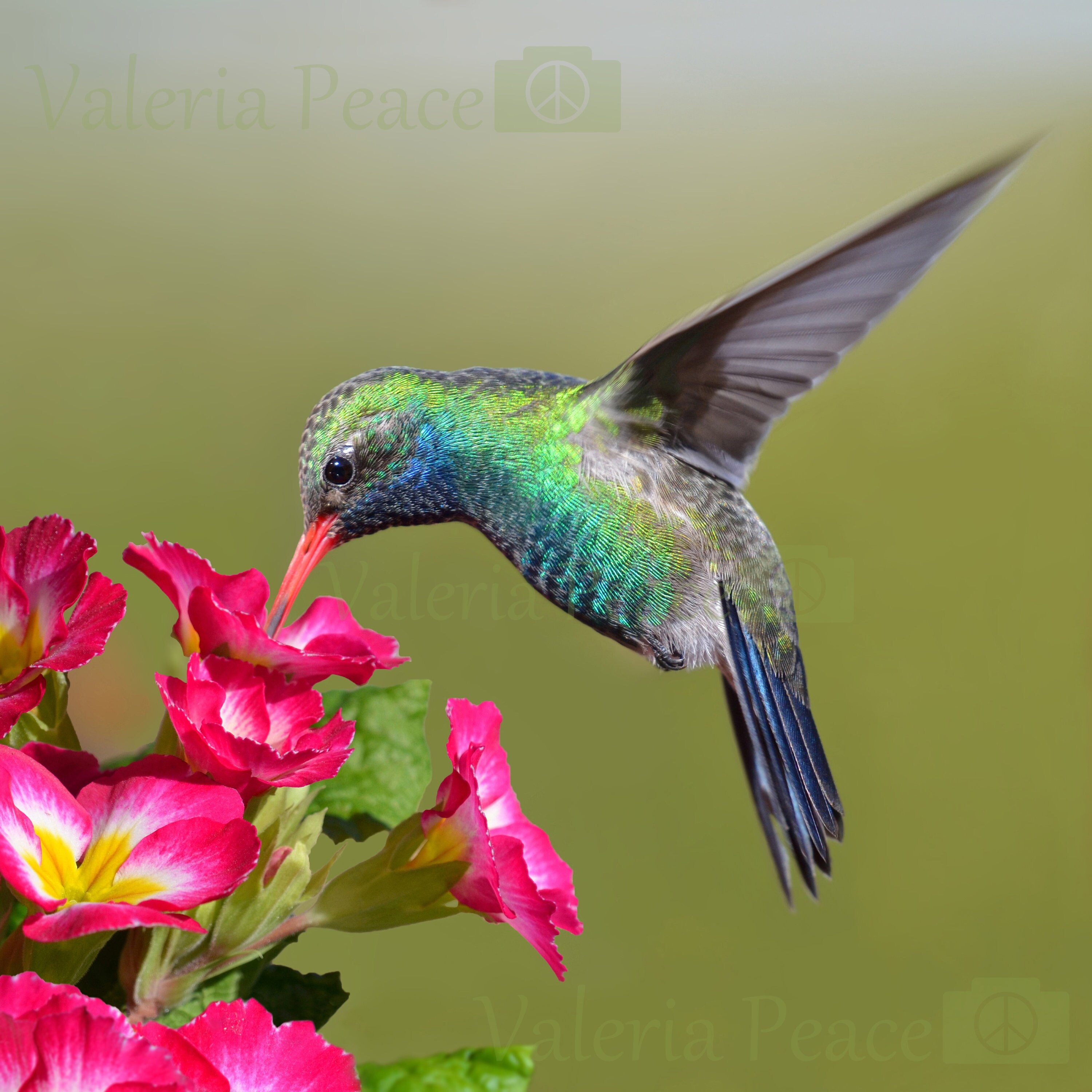 Hummingbird Photo - Hummingbird Flowers Photography - Bird Photo ...