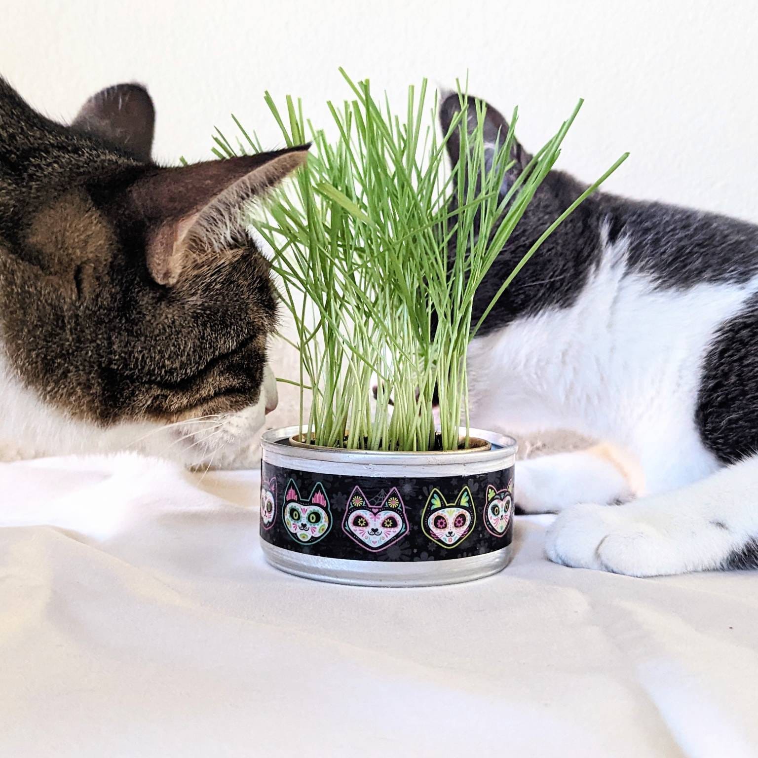 Organic Cat Grass Growing Kit | Healthy Treat | Pet Grass | Organic ...