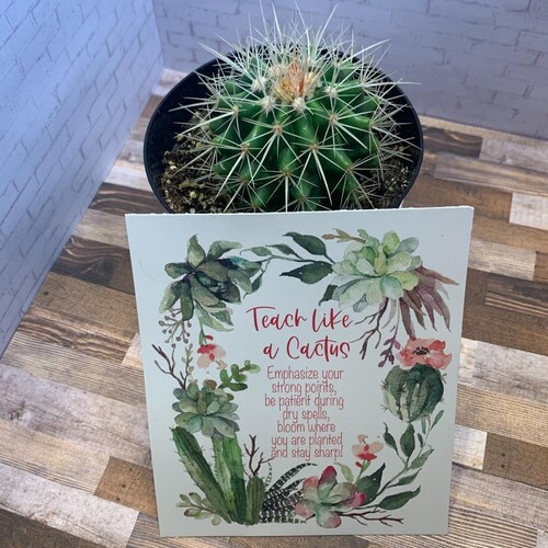 Teach Like A Cactus Teacher Classroom Print Digital - Etsy