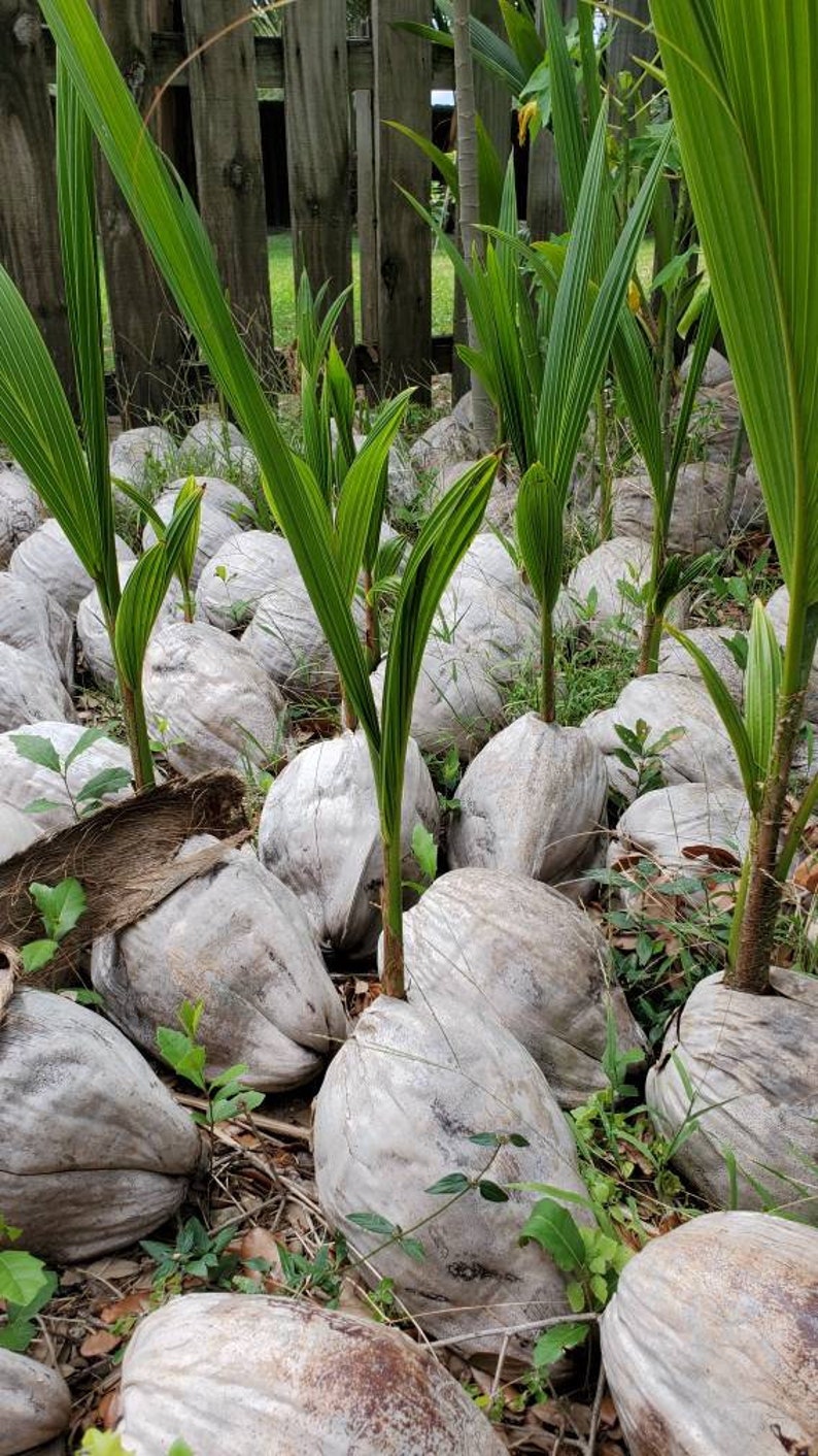 Coconut Tree Sprout Tropical Tree Coconut Palm Tropical - Etsy