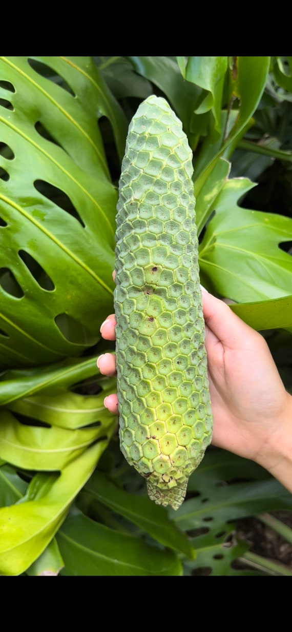 Monstera Deliciosa Fruit