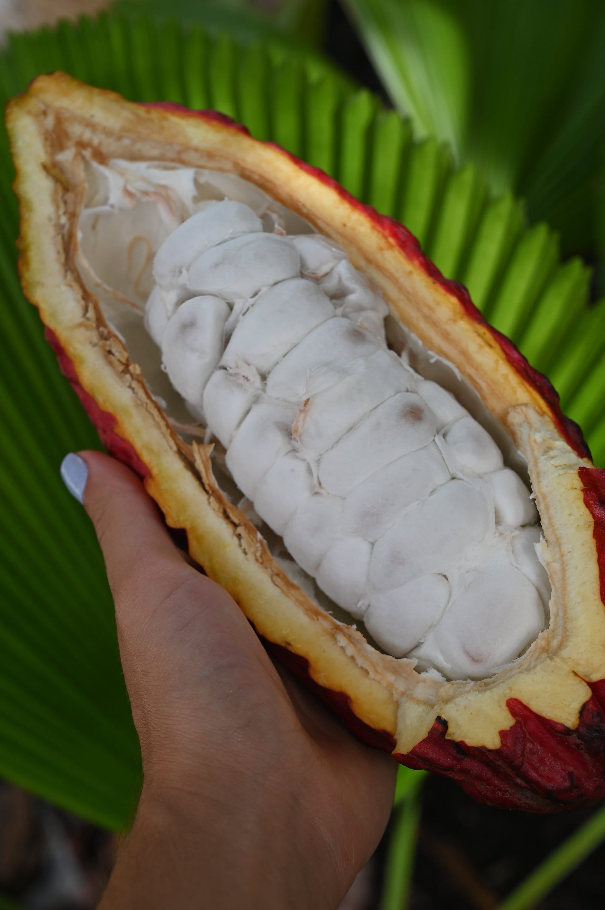 Cacao Fruit