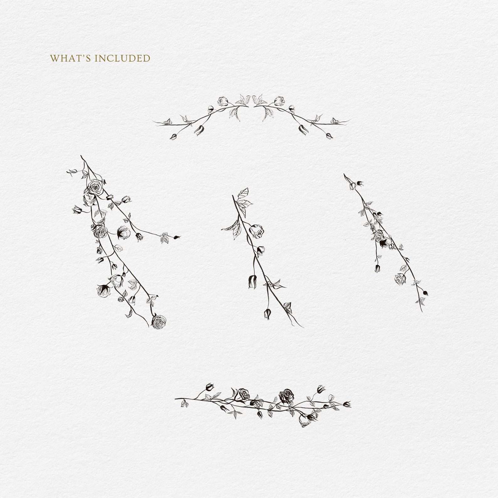 Five Hand Drawn Rose Vine Cliparts, Transparent Background PNG, SVG ...