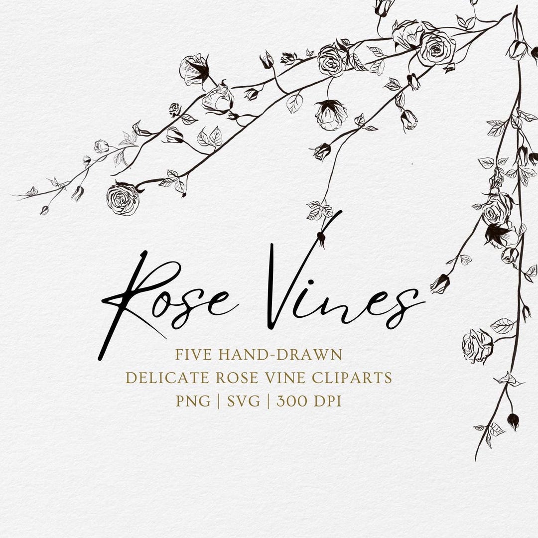 Five Hand Drawn Rose Vine Cliparts, Transparent Background PNG, SVG ...