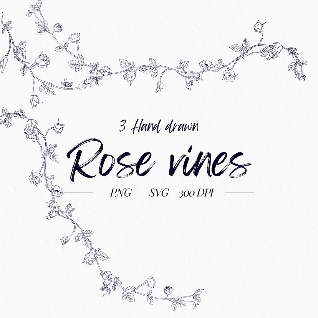 Delicate Hand Drawn Rose Vines - Digital Illustrations, Transparent PNG ...