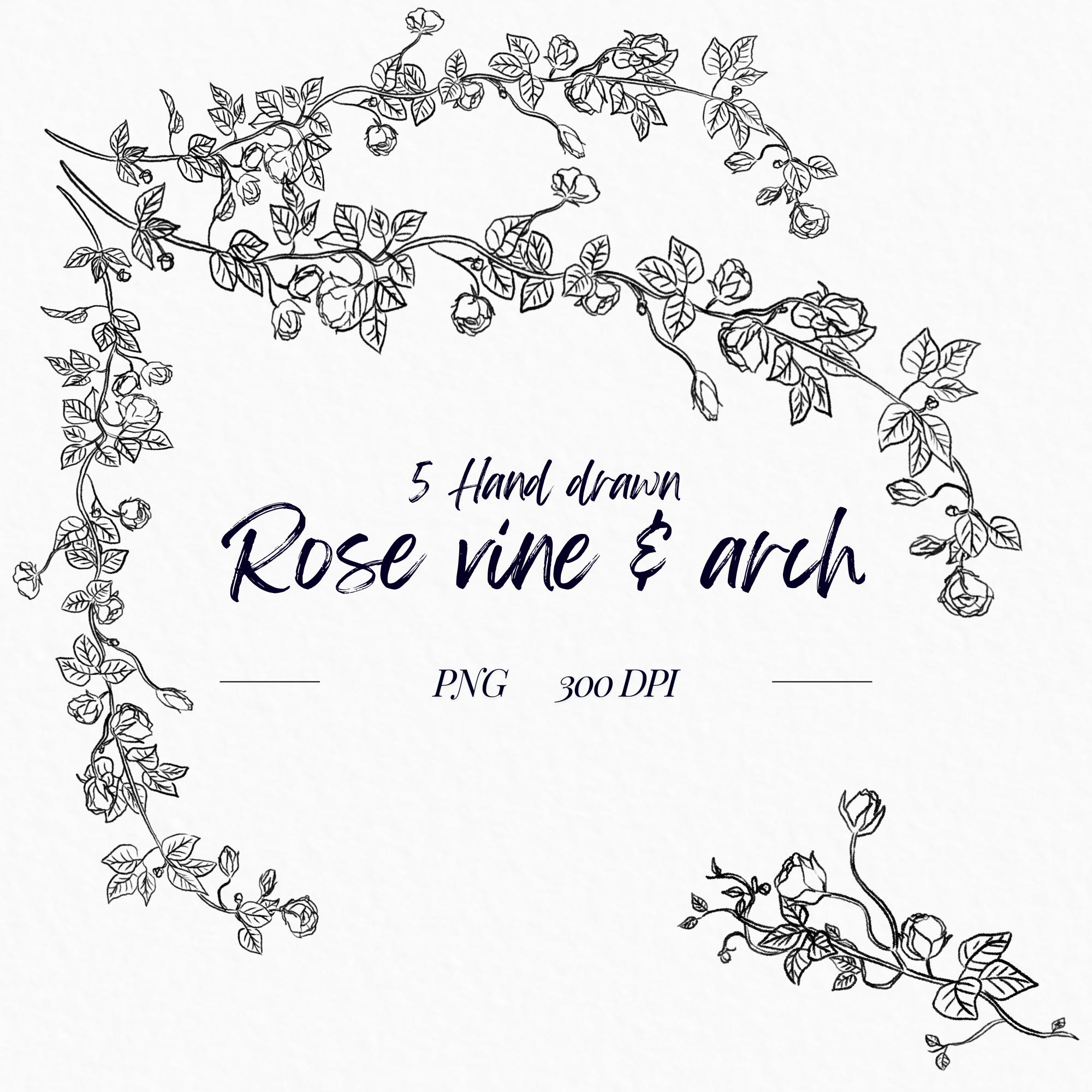 Hand Drawn Rose Vine and Arch Clipart, Transparent Background PNG, 300 ...