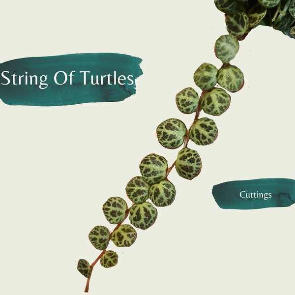 String of Turtles - Etsy