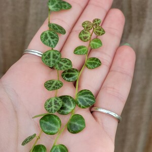 Cuttings - String of Turtles - Peperomia Prostrata - Trailing Plant - Strings of Turtles ...