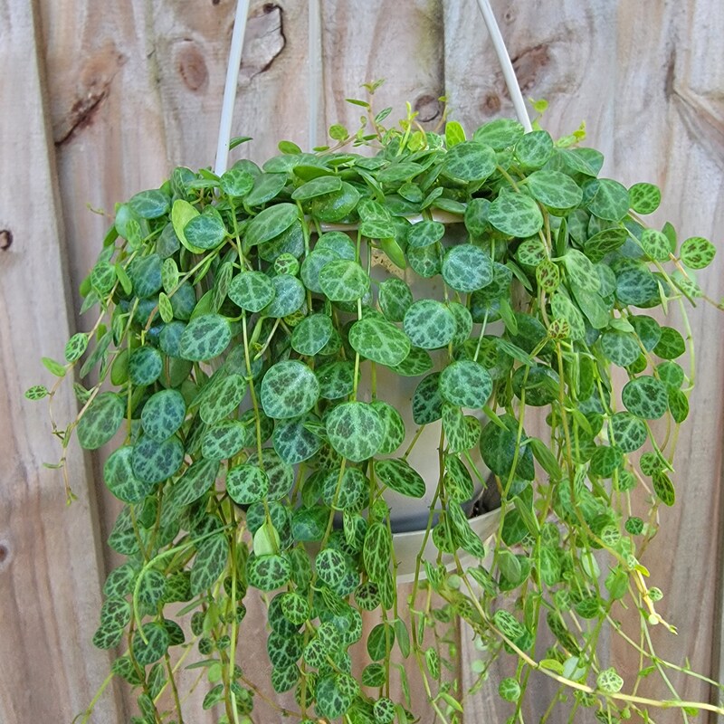 String of Turtles - Etsy