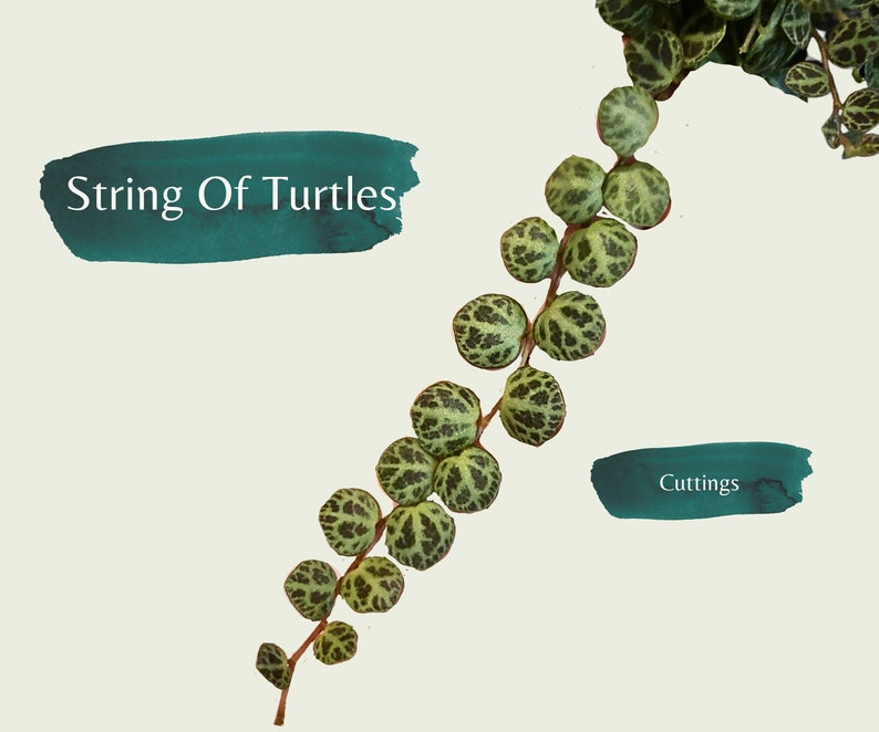 Cuttings String of Turtles Peperomia Prostrata Trailing Plant Strings of Turtles Cutting - Etsy