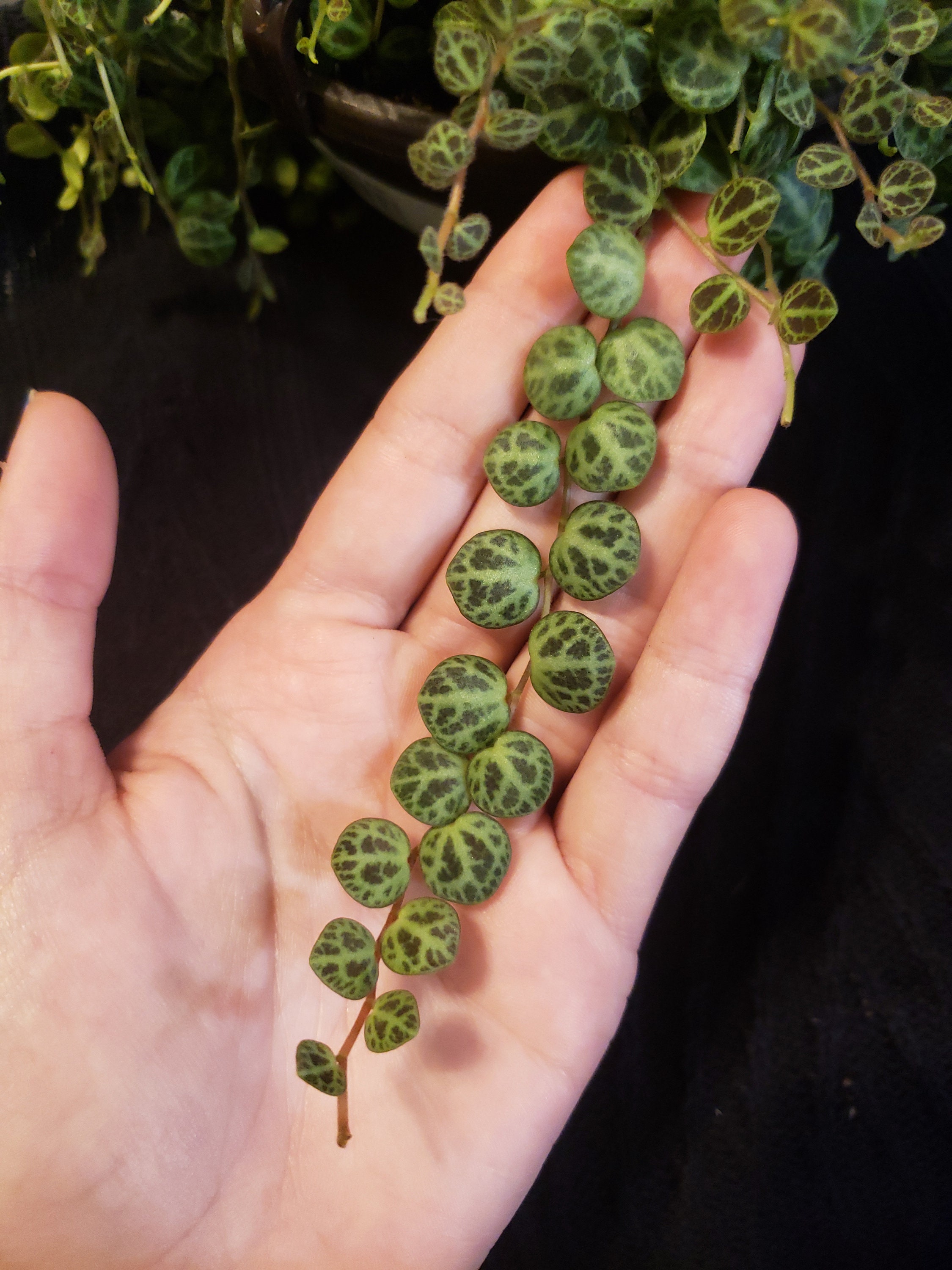 Cuttings String of Turtles Peperomia Prostrata Trailing Plant Strings of Turtles Cutting - Etsy