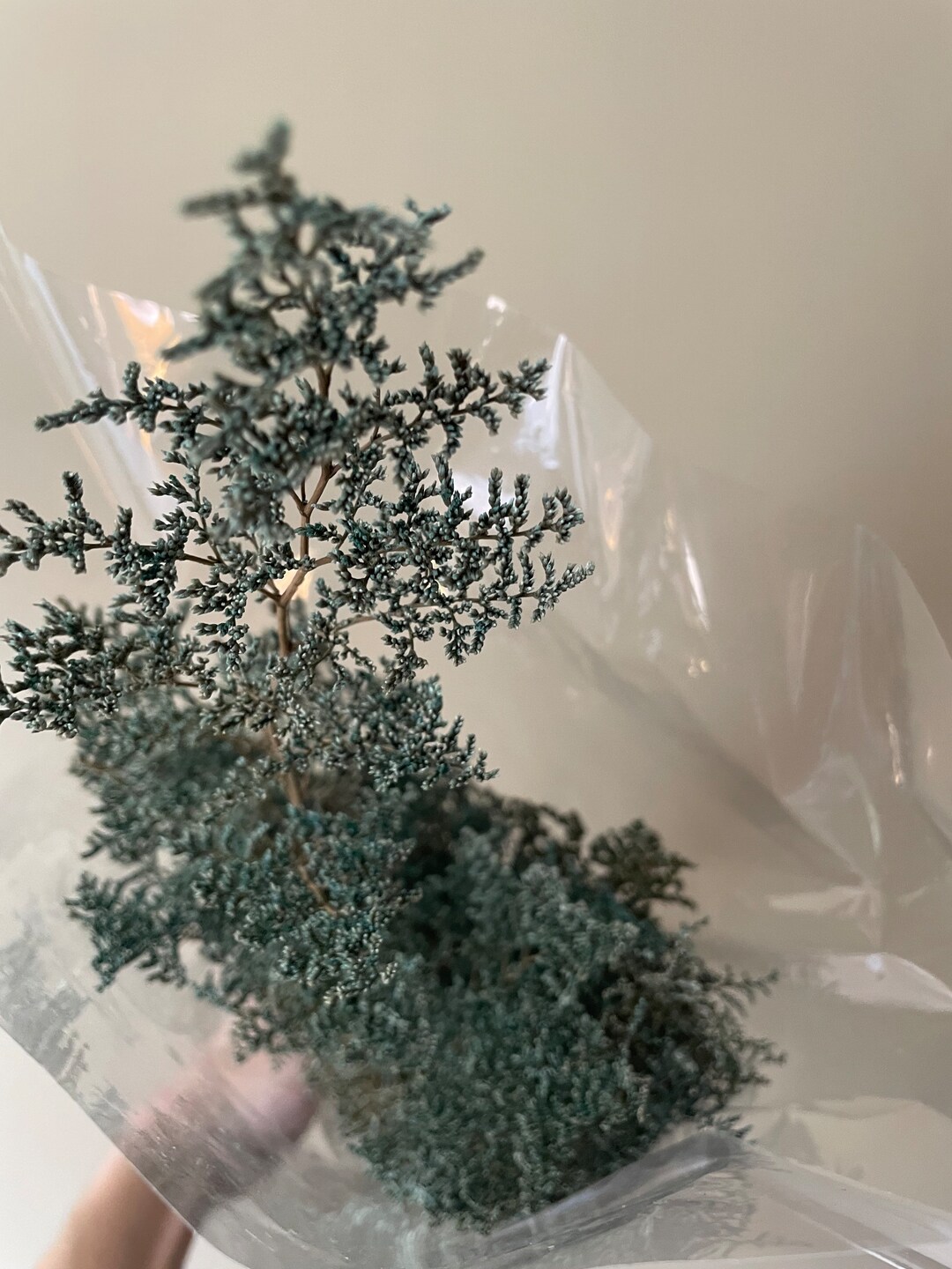 Caspia, Gray Green Caspia, Wedding Flowers, Green Filler Flowers ...