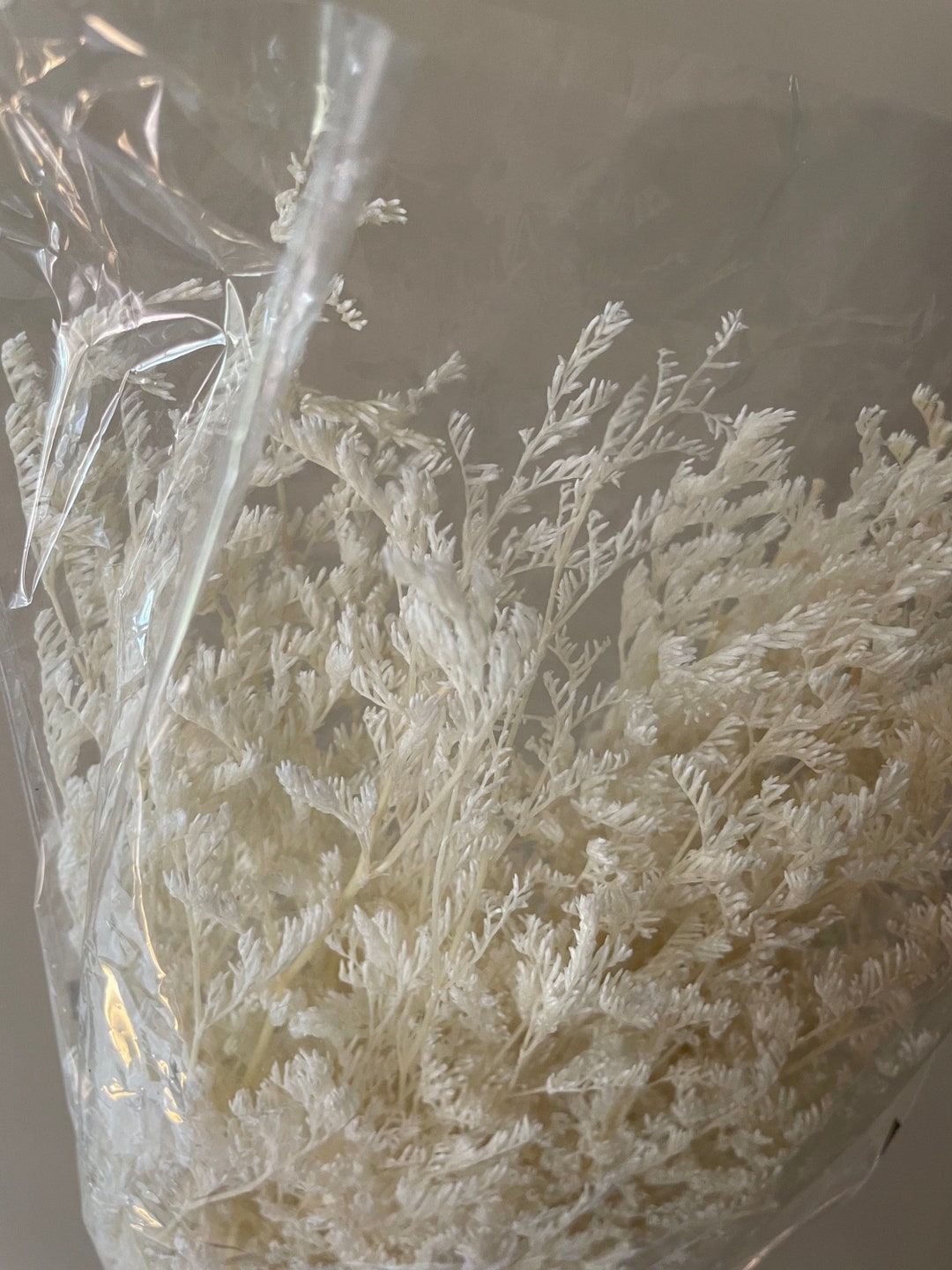 Caspia, Cream Off-white Caspia, Wedding Flowers, Filler Flowers, Dried ...