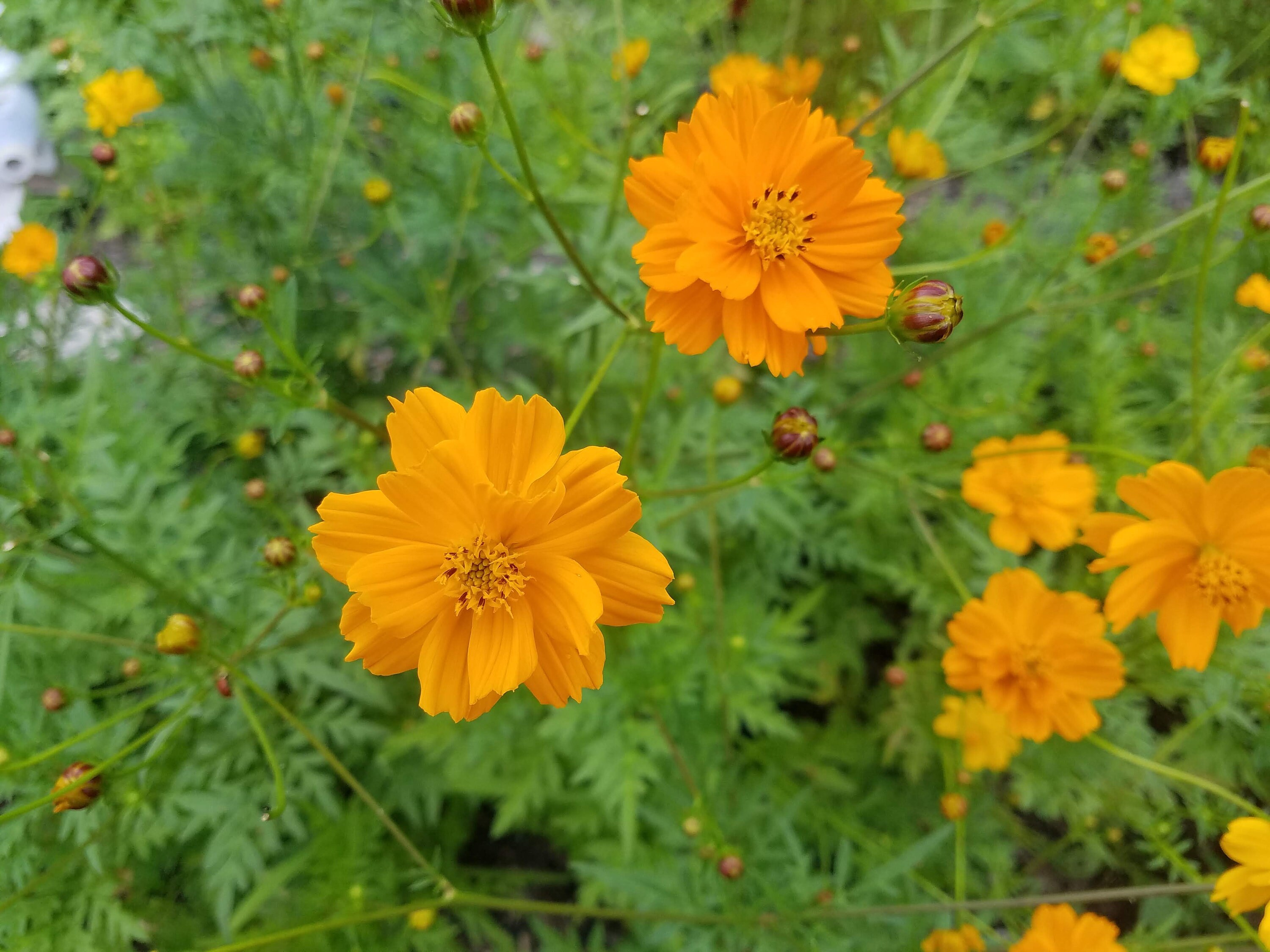 Naturally Dried Cosmos Flowers, Plant Dye - Etsy