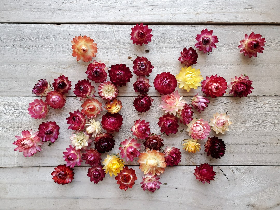50 Small Dried Strawflower Heads - Etsy