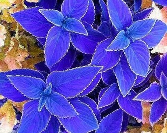 Blue Coleus - Etsy