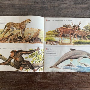 Wild Animals Book: Arthur Singer, 1973 - Etsy