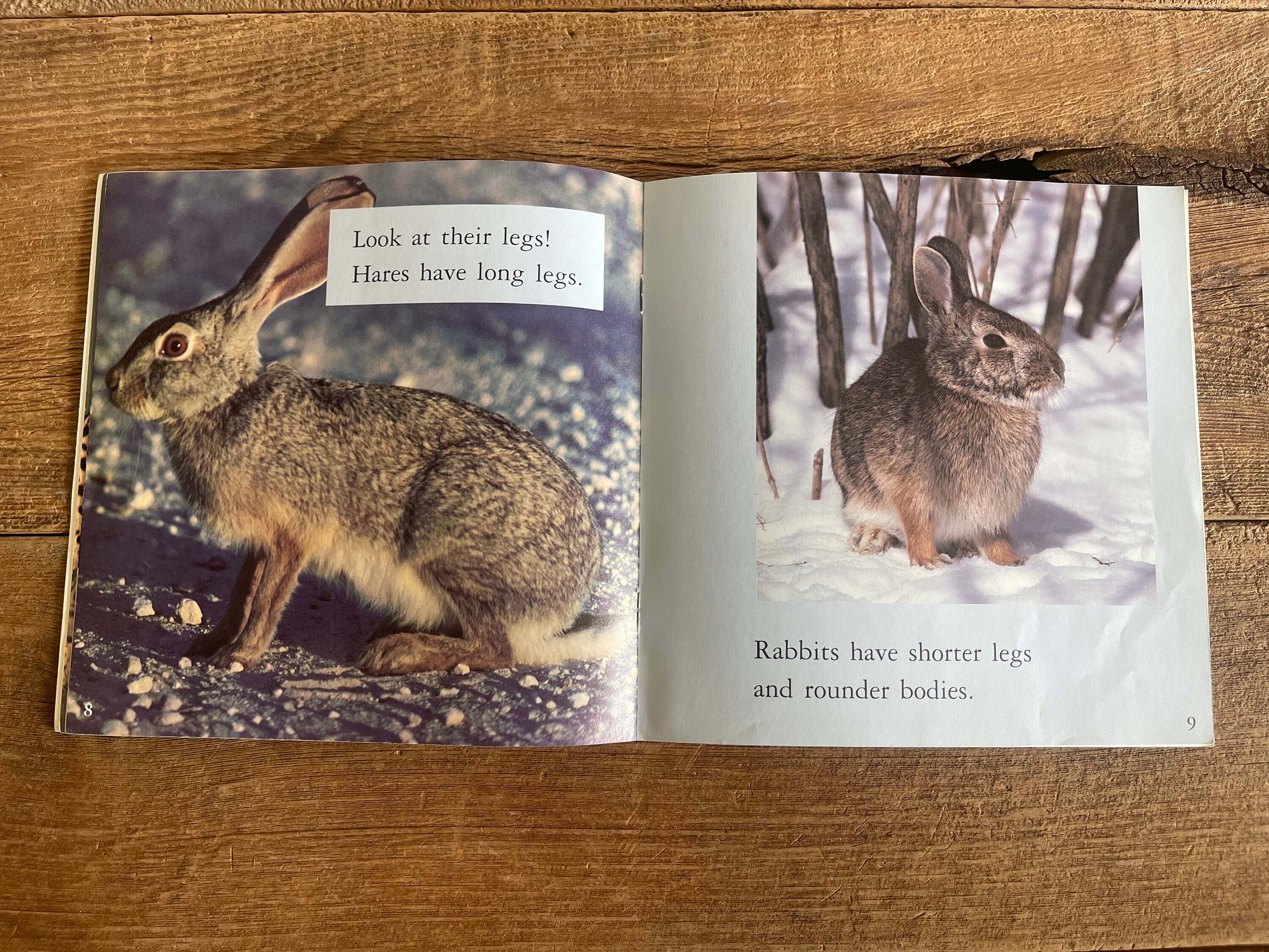 Look-alike Animals // Robin Bernard // Vintage Scholastic Book - Etsy