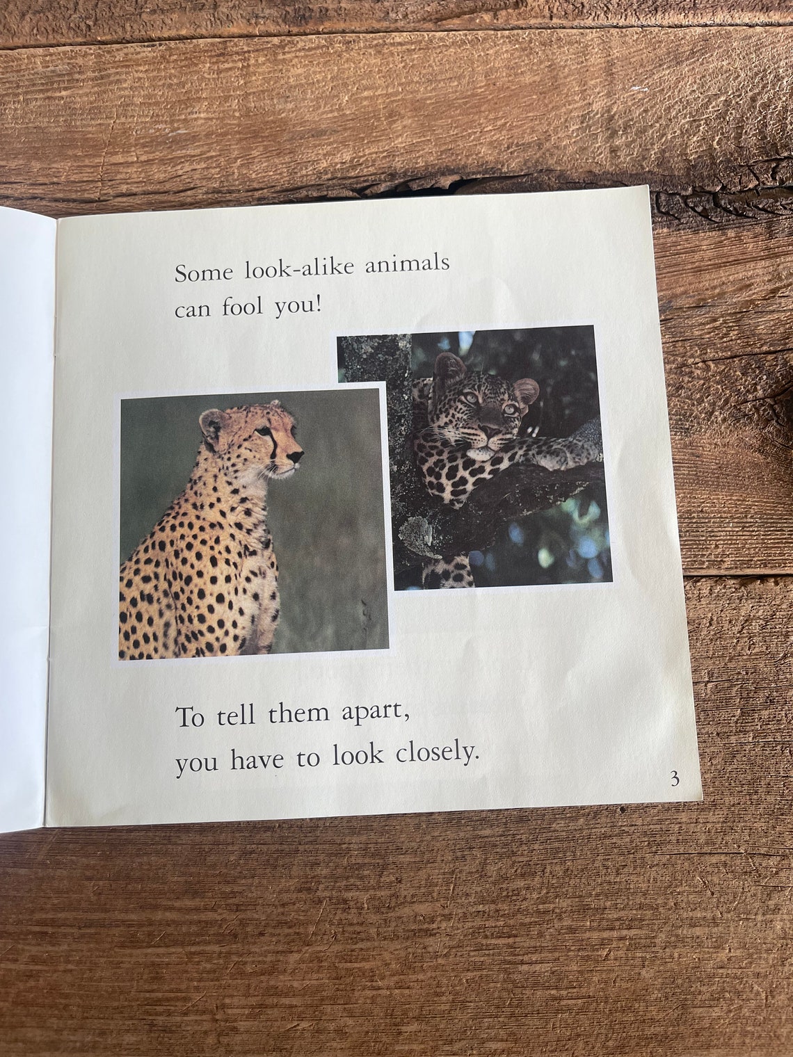 Look-alike Animals // Robin Bernard // Vintage Scholastic Book - Etsy