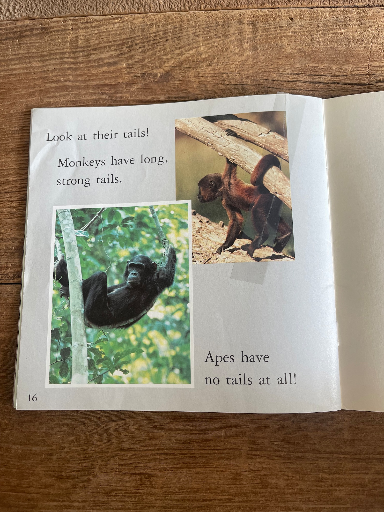 Look-alike Animals // Robin Bernard // Vintage Scholastic Book - Etsy