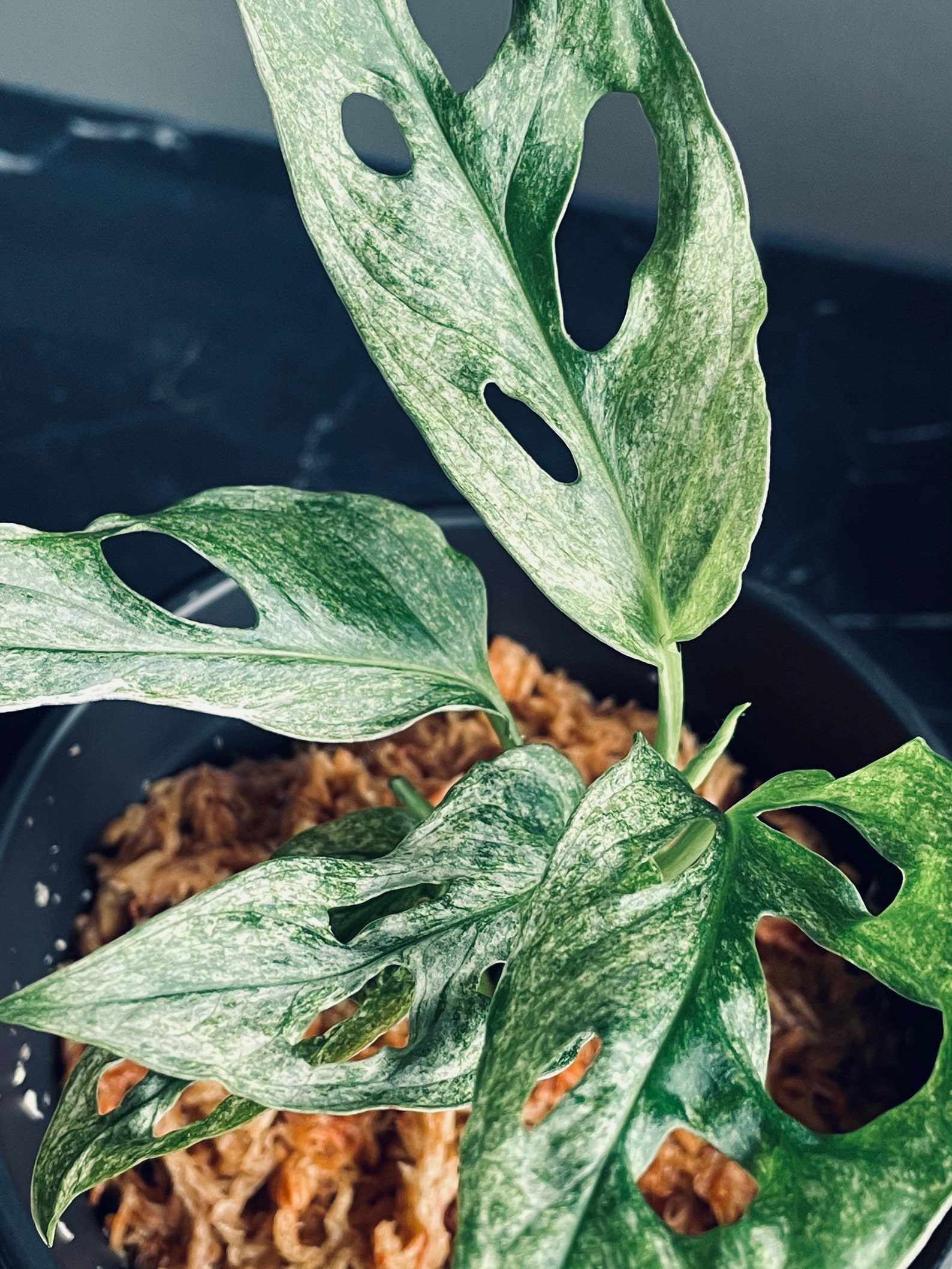 Monstera Adansonii Mint Variegata Europe | Etsy