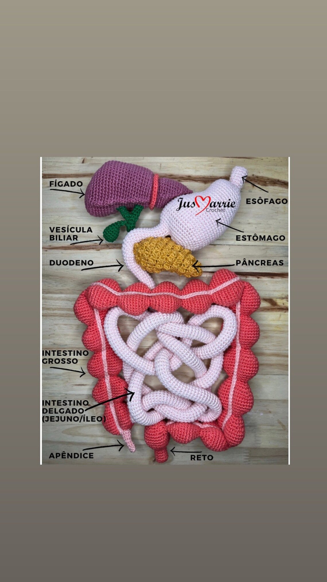 Digestive System Crochet English Ebook - Etsy
